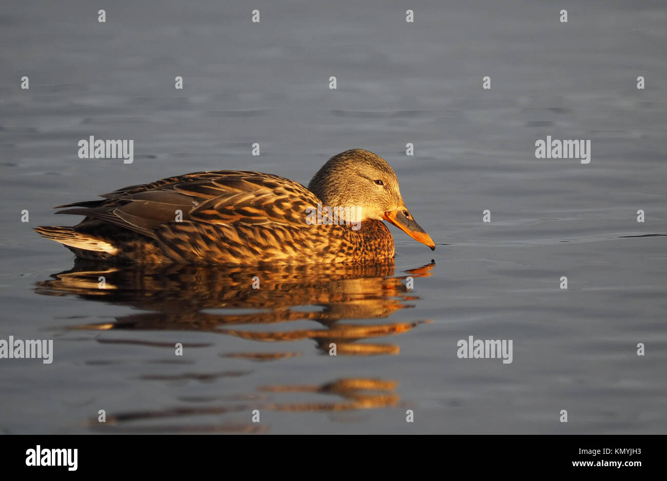 ducks on the lake Stock Photo - Alamy