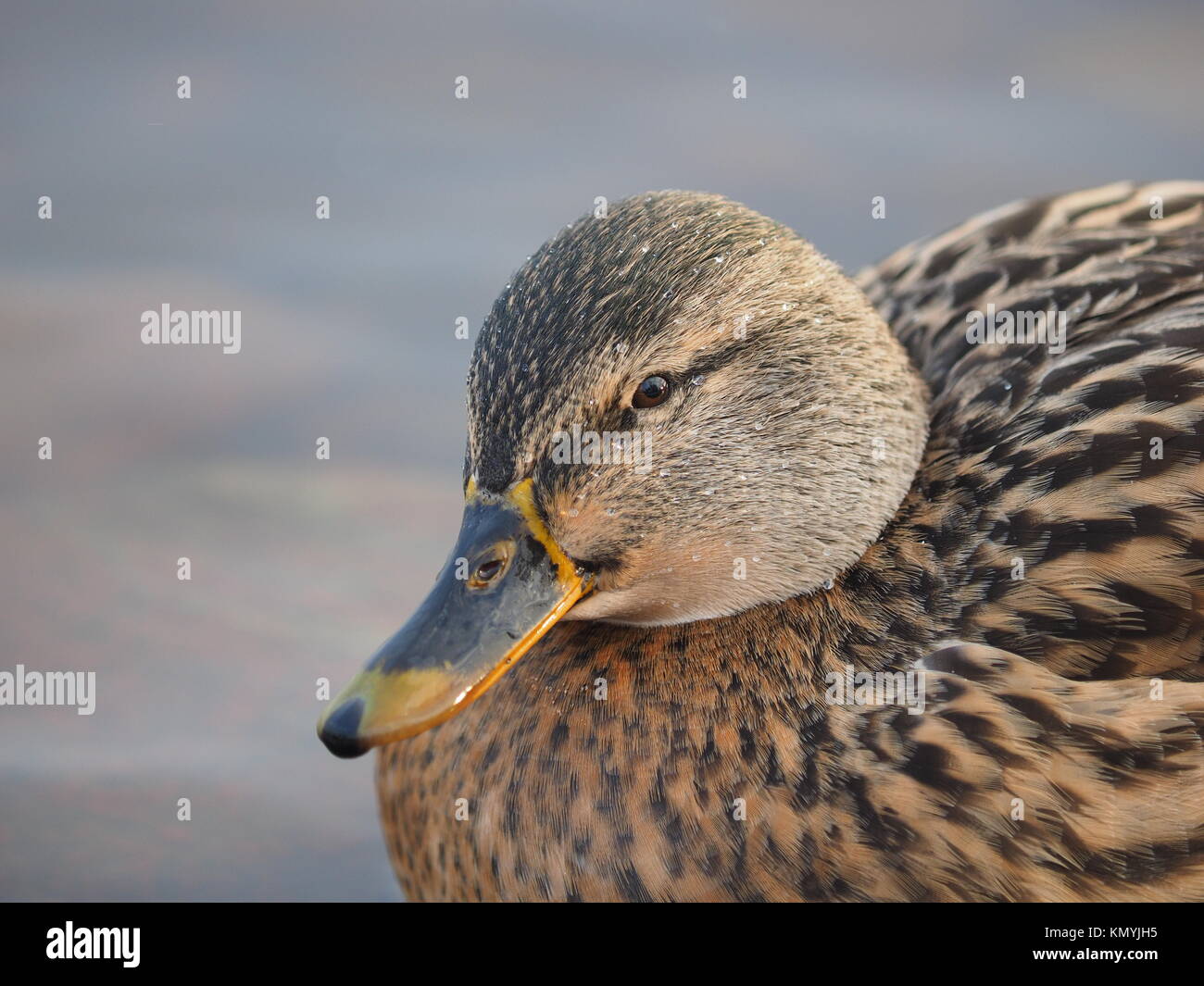ducks on the lake Stock Photo - Alamy