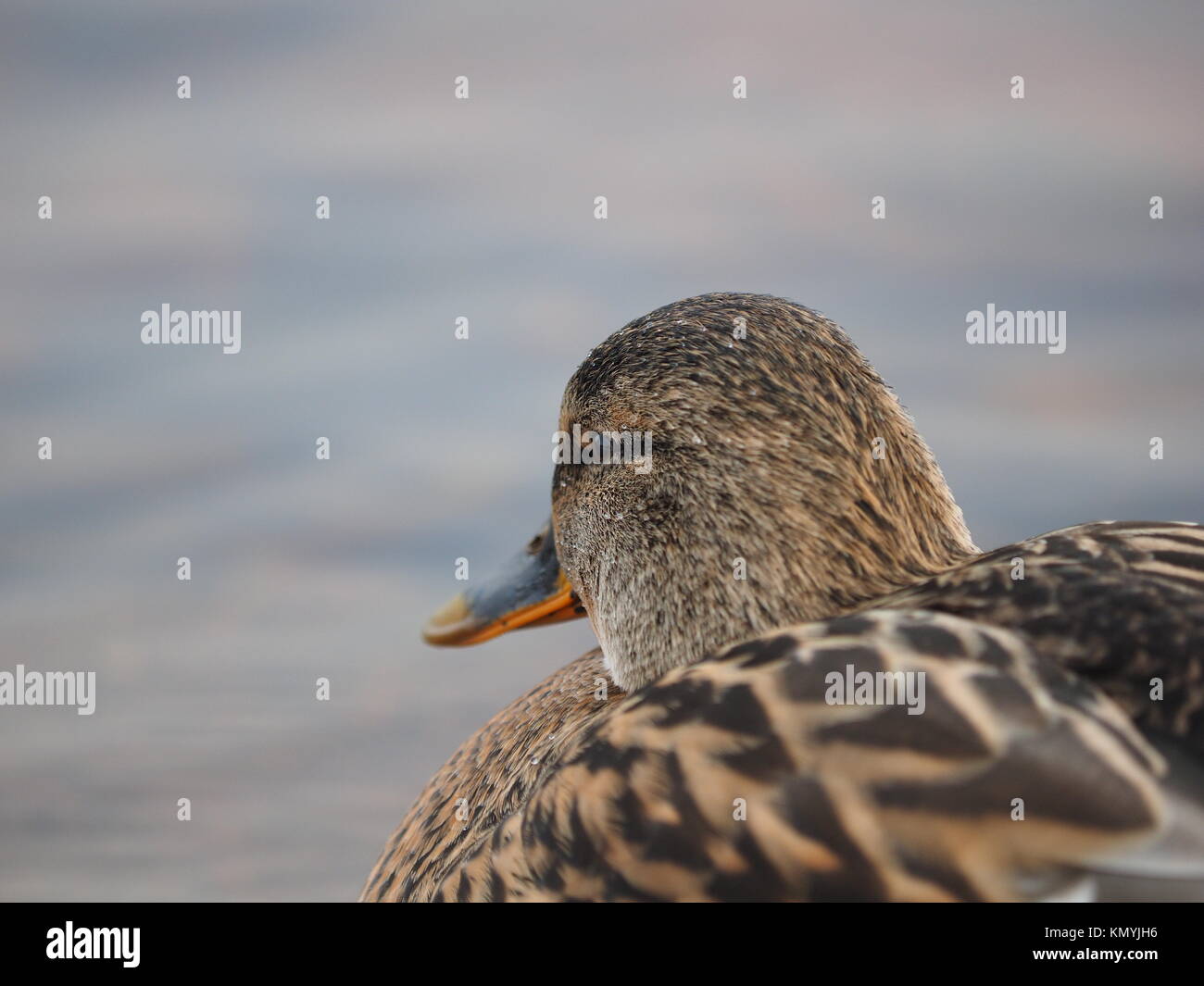 ducks on the lake Stock Photo - Alamy