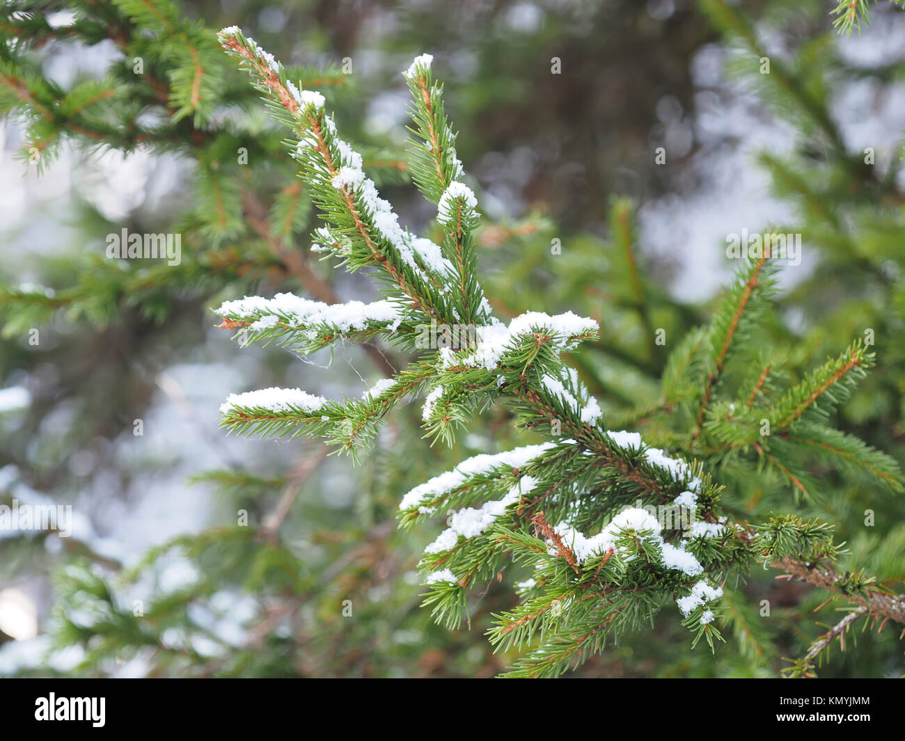 Christmas tree in the snow Stock Photo - Alamy