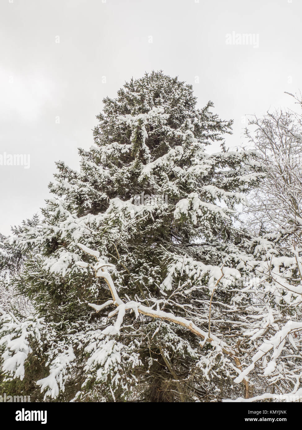 Christmas tree in the snow Stock Photo - Alamy