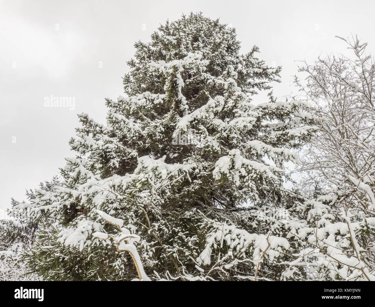 Christmas tree in the snow Stock Photo - Alamy