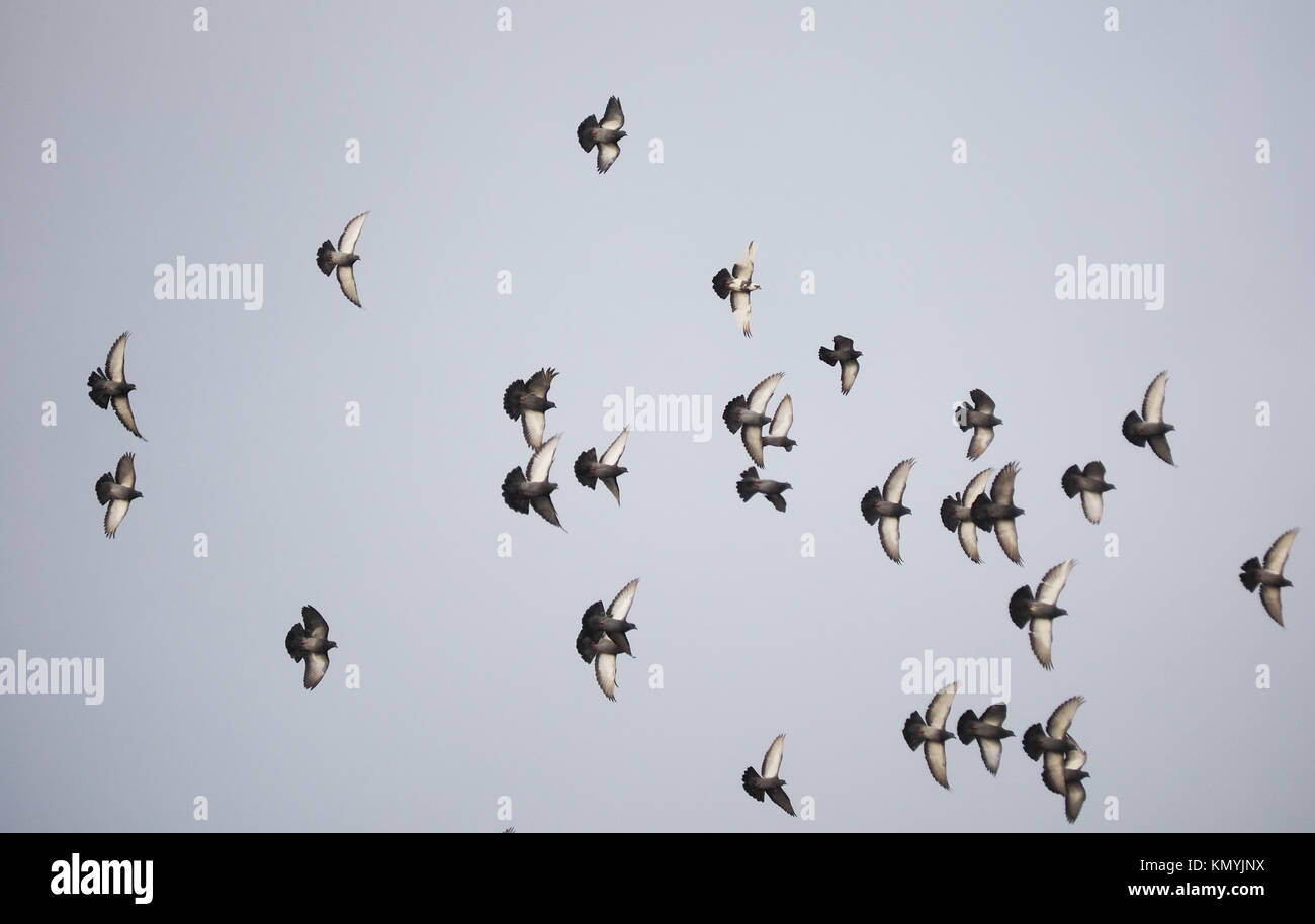 flock of pigeons in flight Stock Photo - Alamy