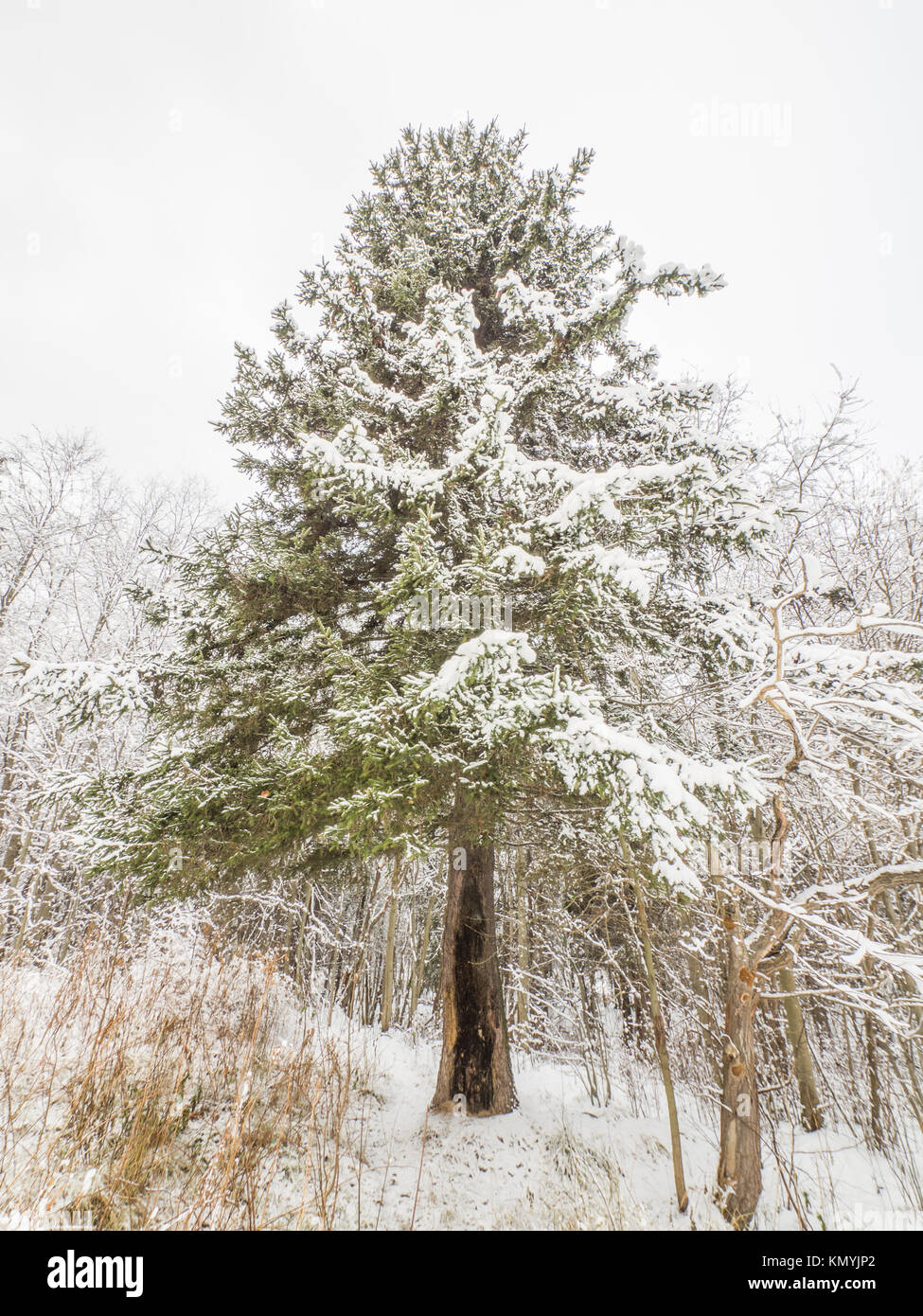 Christmas tree in the snow Stock Photo - Alamy