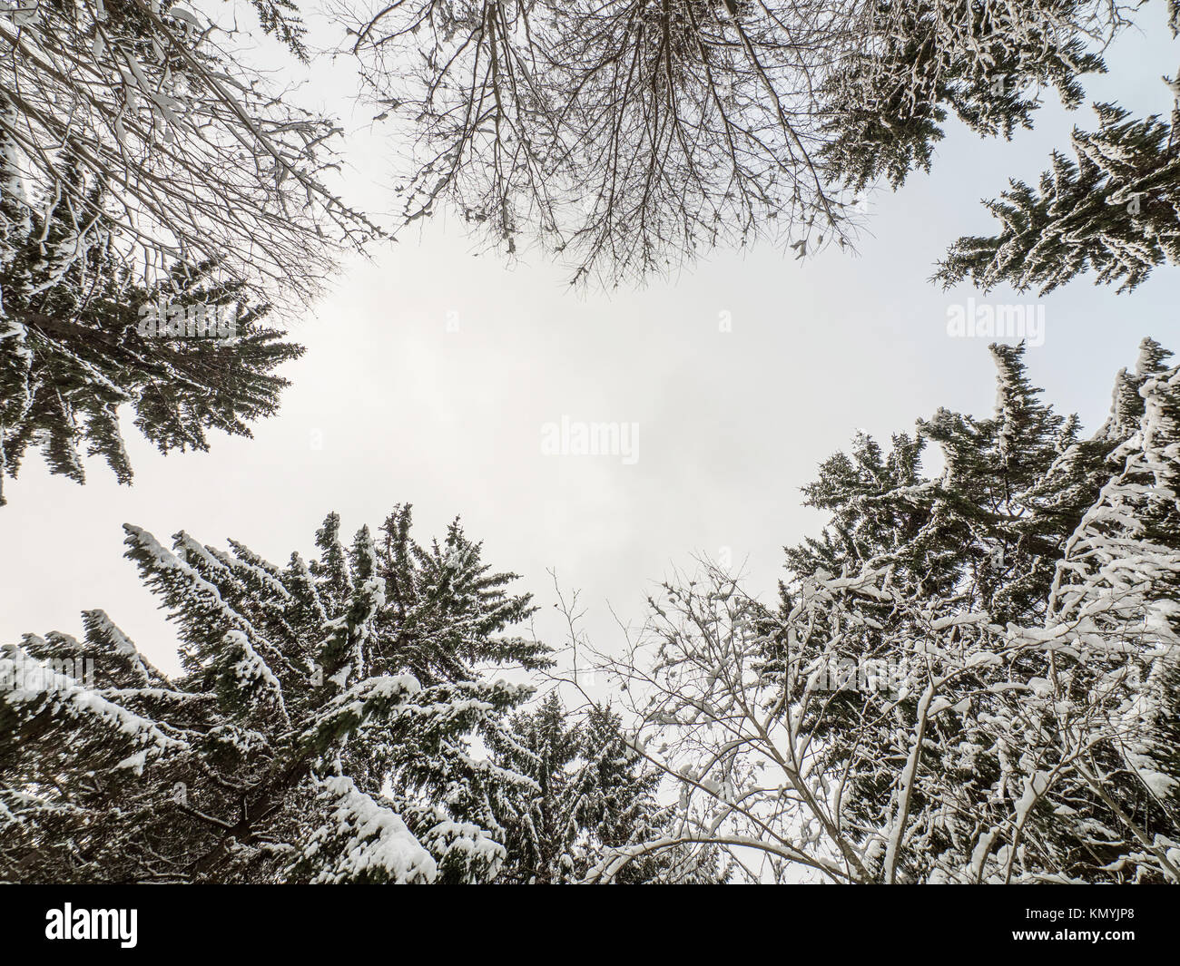 trees from the bottom up in the forest. winter Stock Photo - Alamy