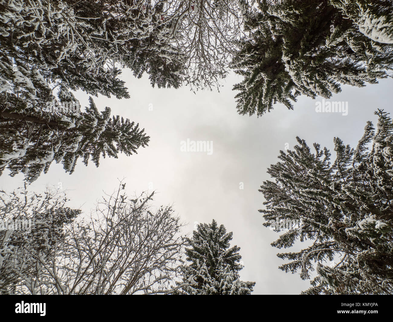 trees from the bottom up in the forest. winter Stock Photo - Alamy