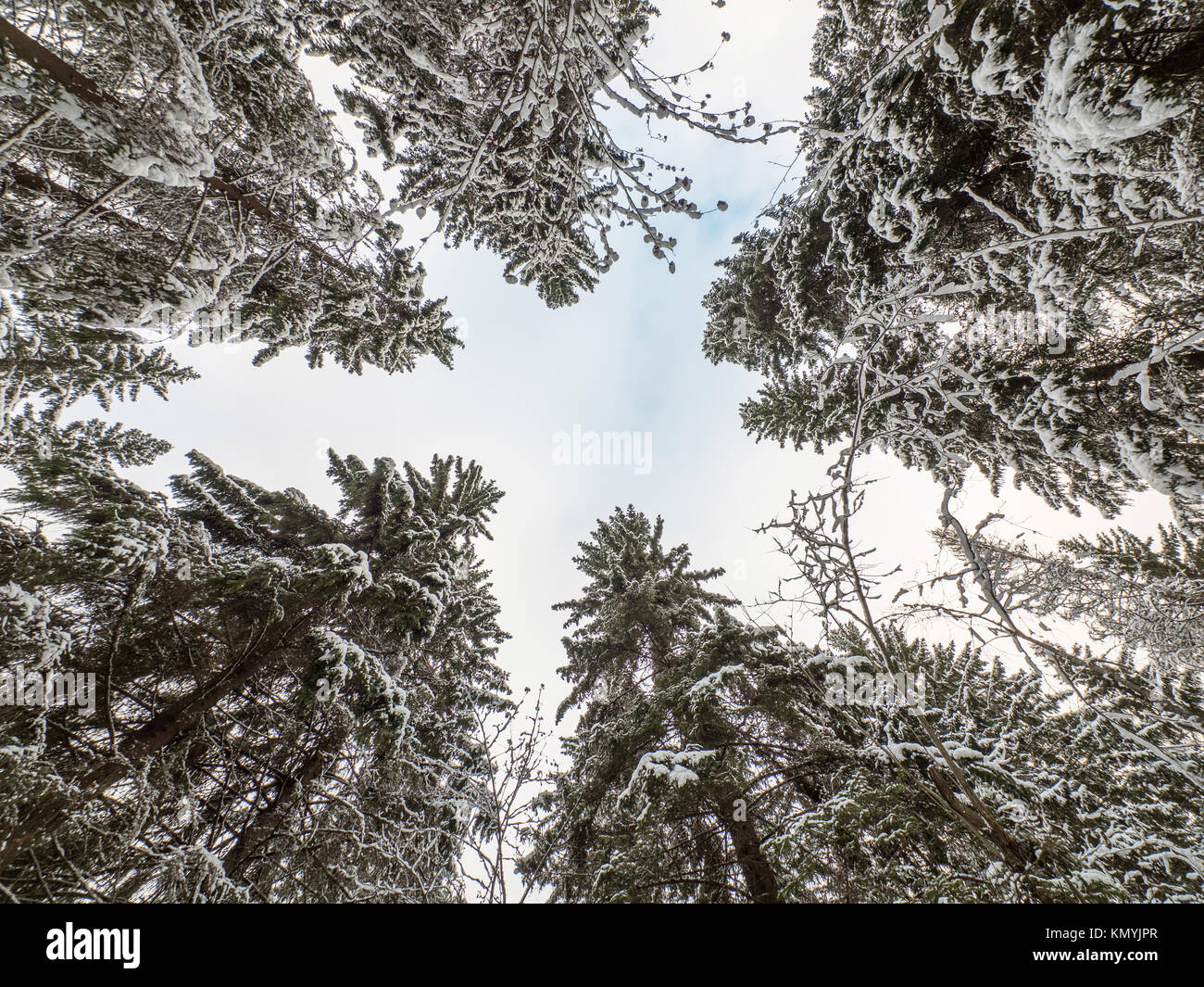 trees from the bottom up in the forest. winter Stock Photo - Alamy