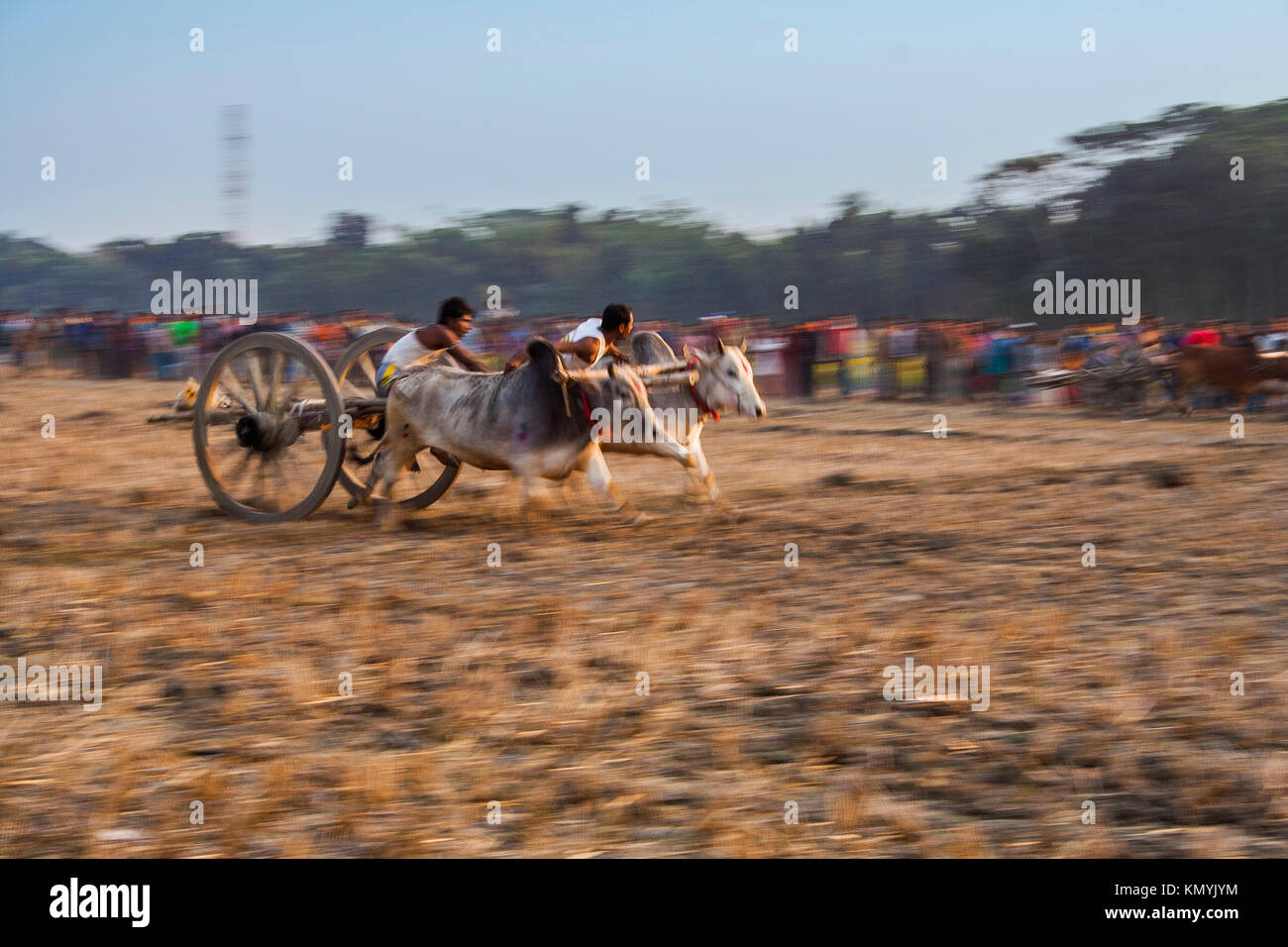 Bullock cart race in rural area in Jessore during winter season ...