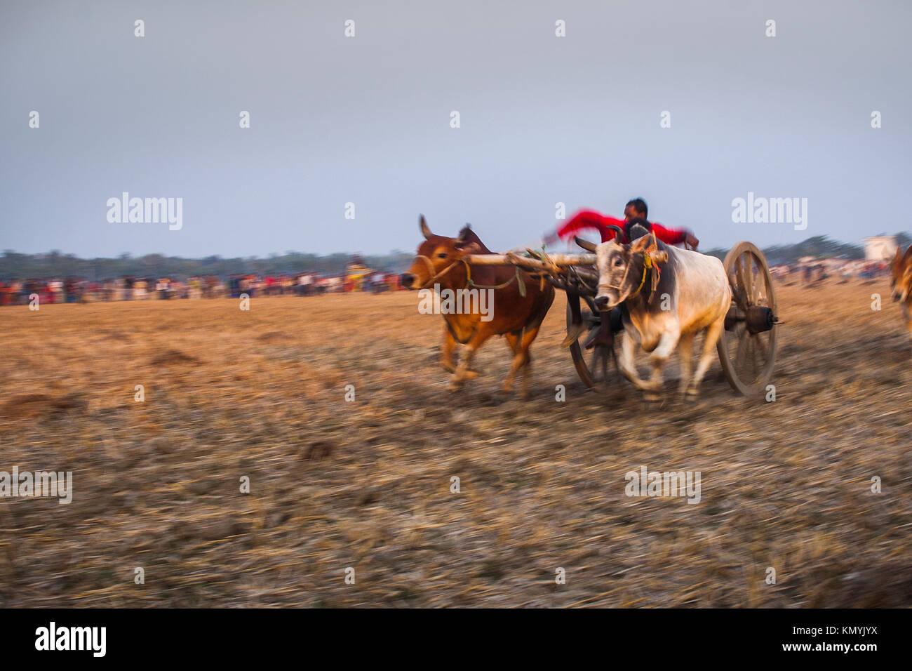 Bullock cart race in rural area in Jessore during winter season ...
