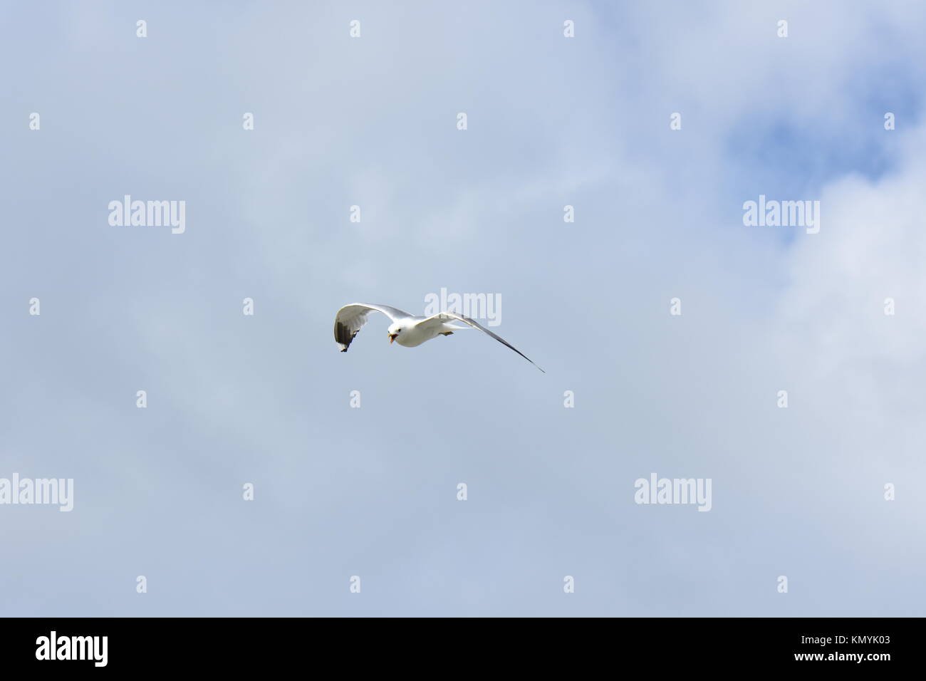 seagull to attack to defend the eggs in Norway Stock Photo - Alamy