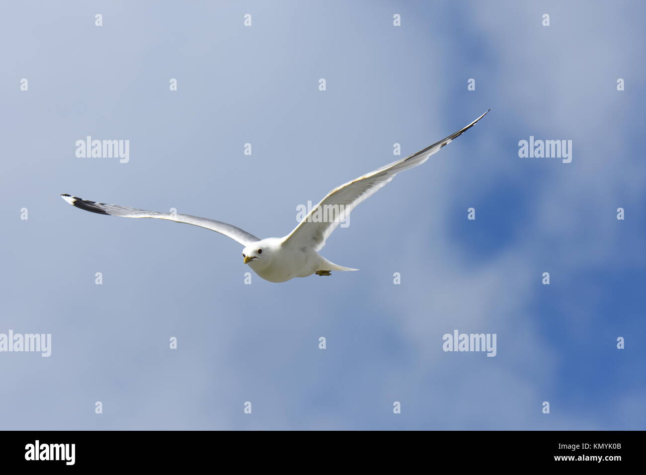 seagull to attack to defend the eggs in Norway Stock Photo - Alamy