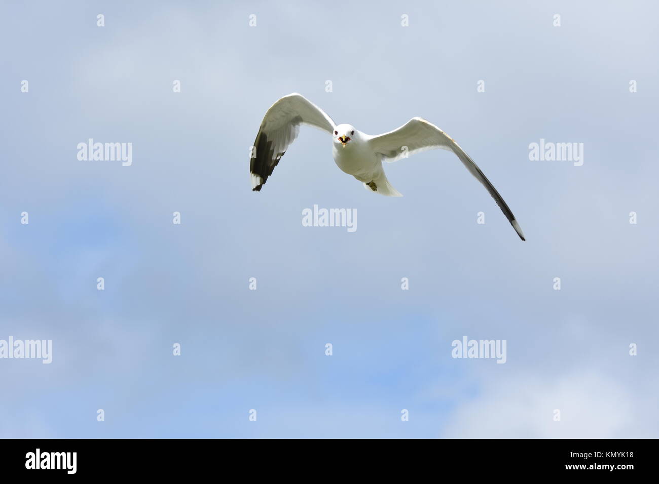 seagull to attack to defend the eggs in Norway Stock Photo - Alamy