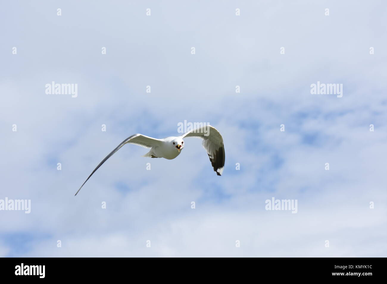 seagull to attack to defend the eggs in Norway Stock Photo - Alamy