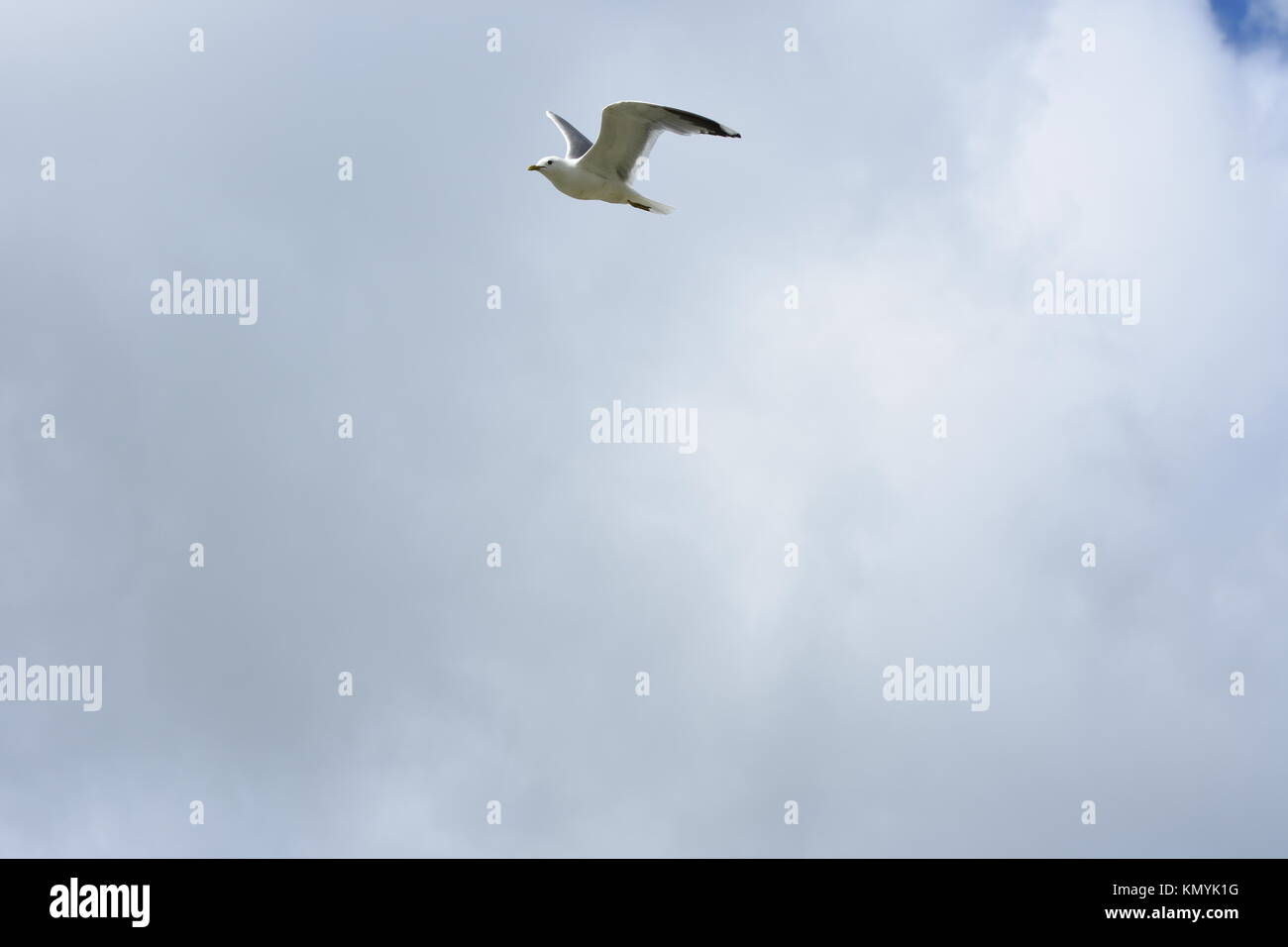 seagull to attack to defend the eggs in Norway Stock Photo - Alamy