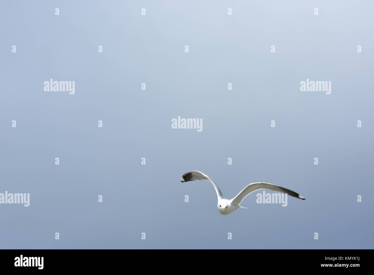 seagull to attack to defend the eggs in Norway Stock Photo - Alamy