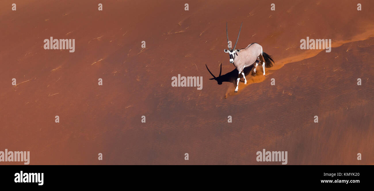 Gemsbok or gemsbuck (Oryx gazella), Namib Desert, Namibia, Africa Stock ...