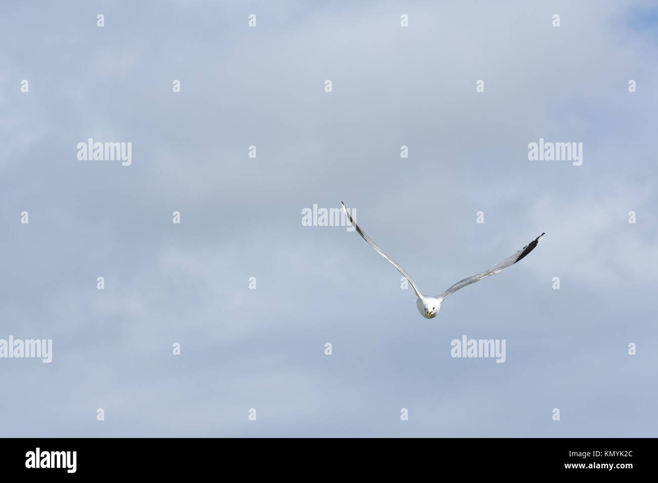 seagull to attack to defend the eggs in Norway Stock Photo - Alamy