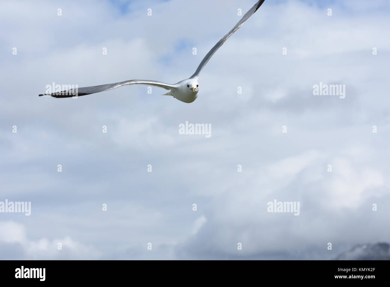 seagull to attack to defend the eggs in Norway Stock Photo - Alamy