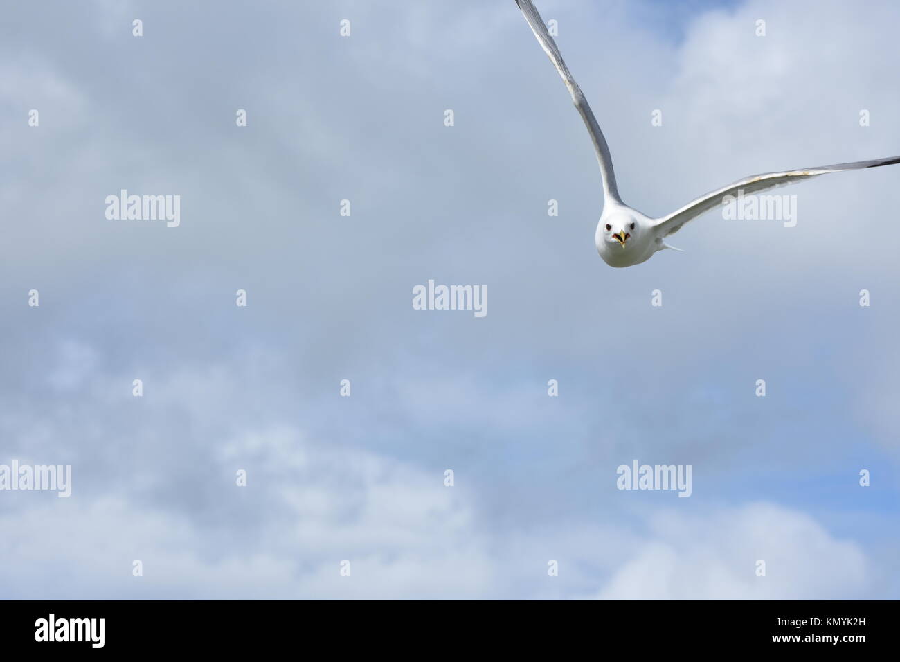 seagull to attack to defend the eggs in Norway Stock Photo - Alamy