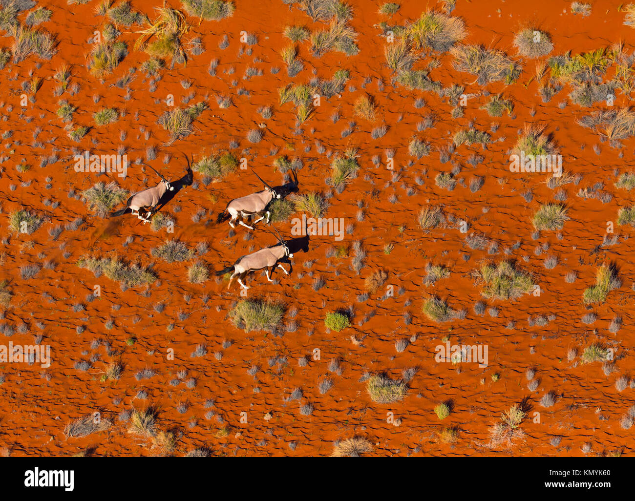 Gemsbok or gemsbuck (Oryx gazella), Namib Desert, Namibia, Africa Stock ...