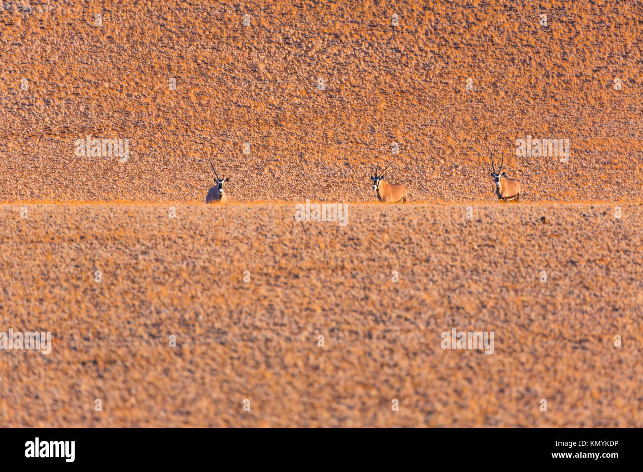 Gemsbok or gemsbuck (Oryx gazella), Namib Desert, Namibia, Africa Stock ...