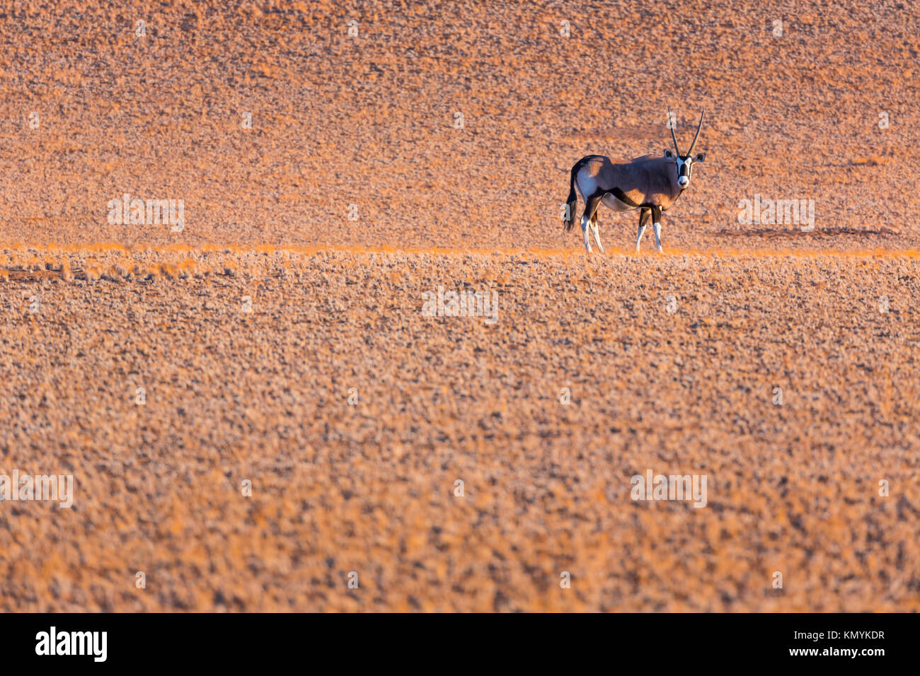 Gemsbok or gemsbuck (Oryx gazella), Namib Desert, Namibia, Africa Stock ...