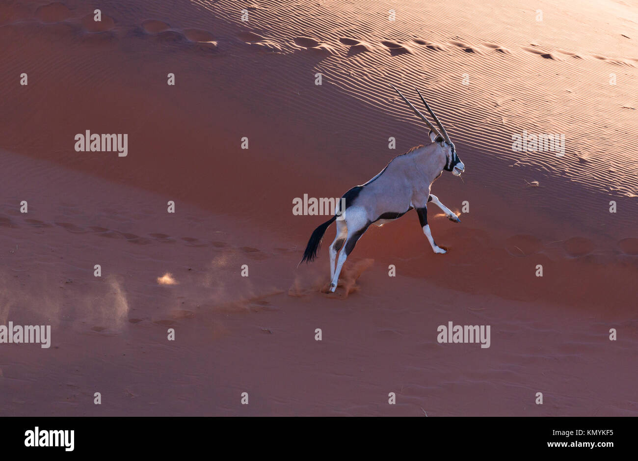 Gemsbok or gemsbuck (Oryx gazella), Namib Desert, Namibia, Africa Stock ...