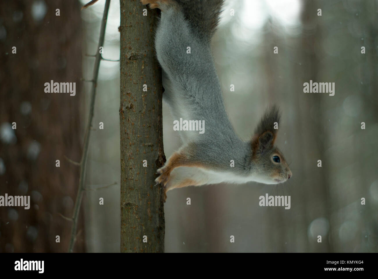 Eurasian red squirrel in grey winter coat with ear-tufts prepares to ...