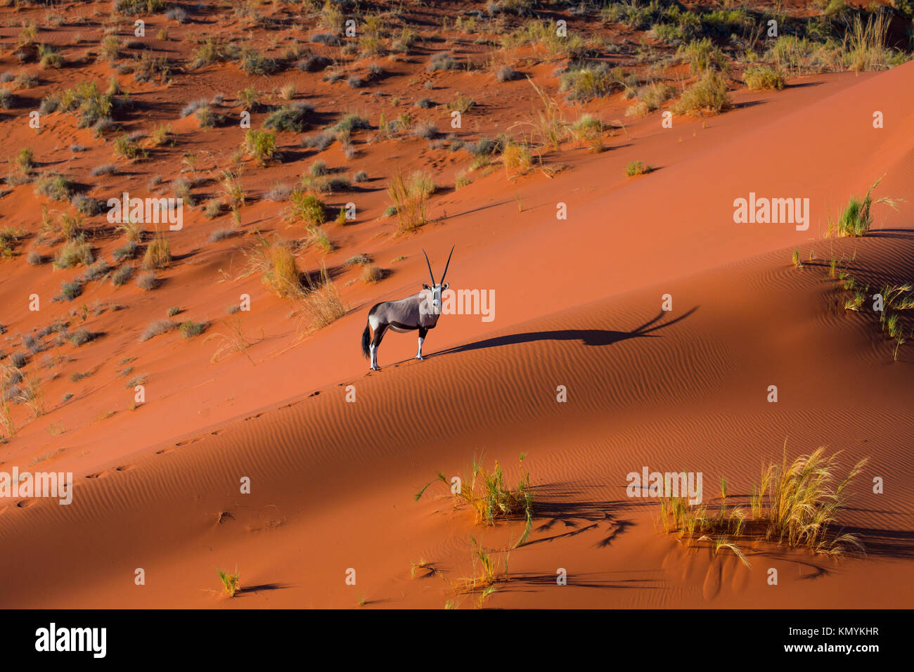 Gemsbok or gemsbuck (Oryx gazella), Namib Desert, Namibia, Africa Stock ...