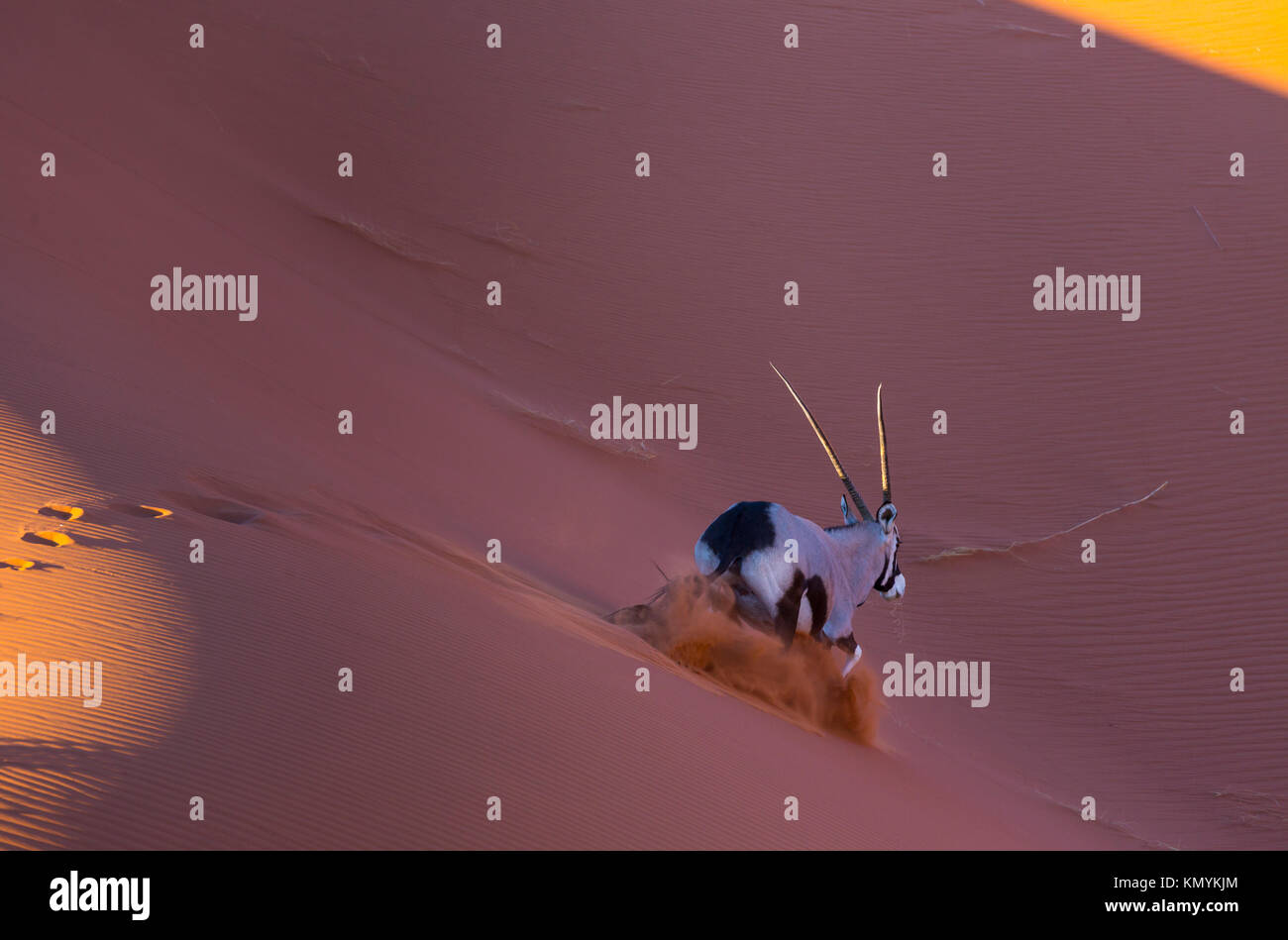 Gemsbok or gemsbuck (Oryx gazella), Namib Desert, Namibia, Africa Stock ...