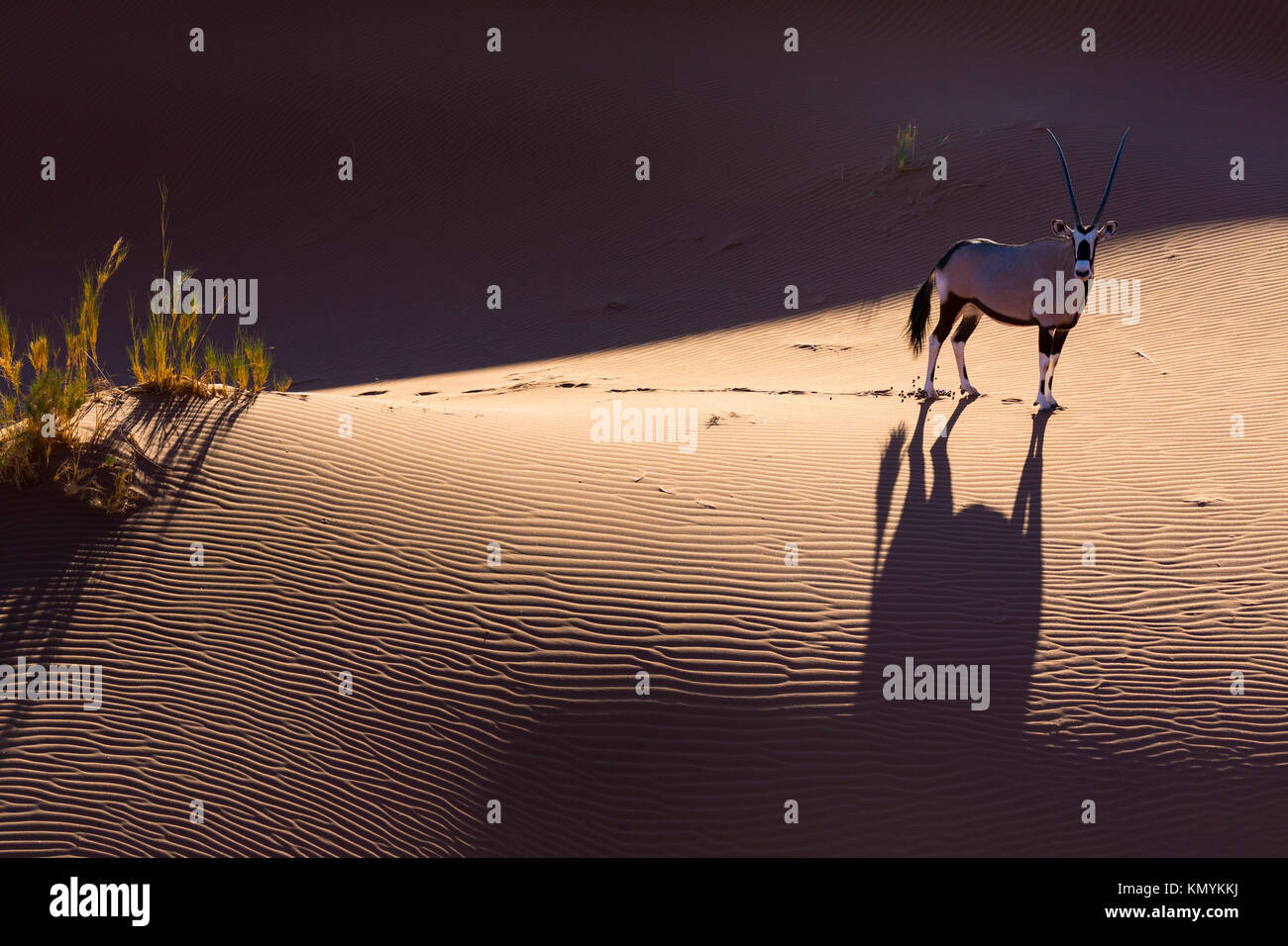 Gemsbok or gemsbuck (Oryx gazella), Namib Desert, Namibia, Africa Stock ...