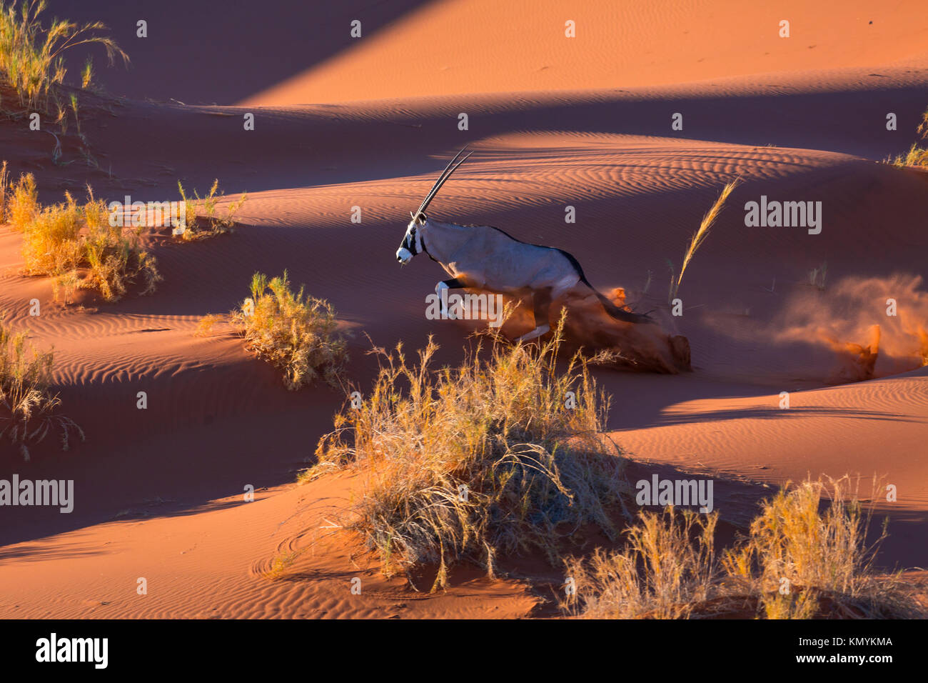 Gemsbok or gemsbuck (Oryx gazella), Namib Desert, Namibia, Africa Stock ...