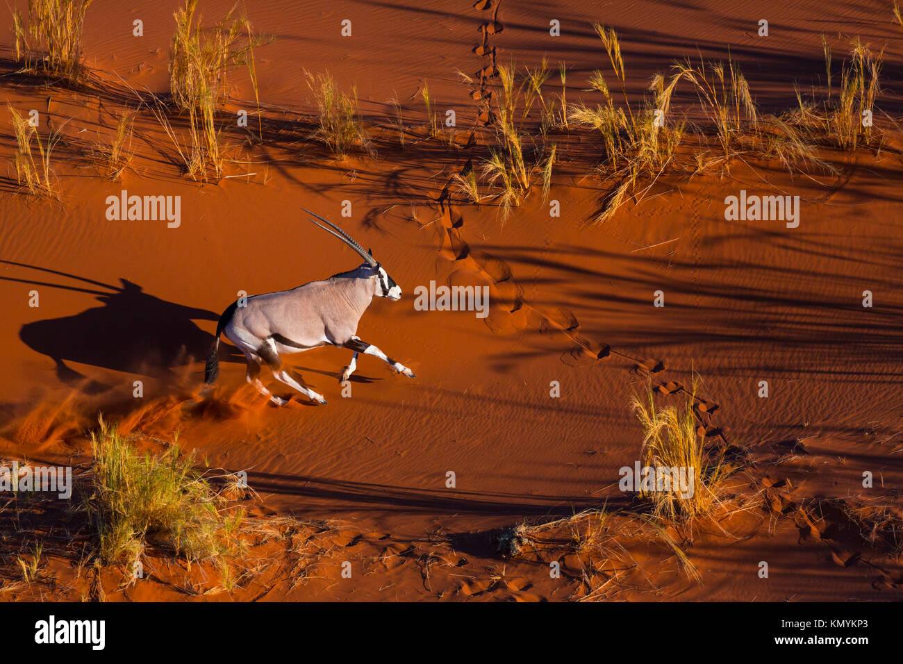 Gemsbok or gemsbuck (Oryx gazella), Namib Desert, Namibia, Africa Stock Photo - Alamy