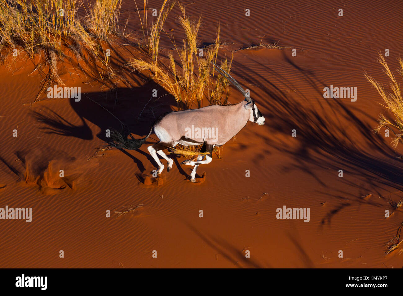 Gemsbok or gemsbuck (Oryx gazella), Namib Desert, Namibia, Africa Stock ...
