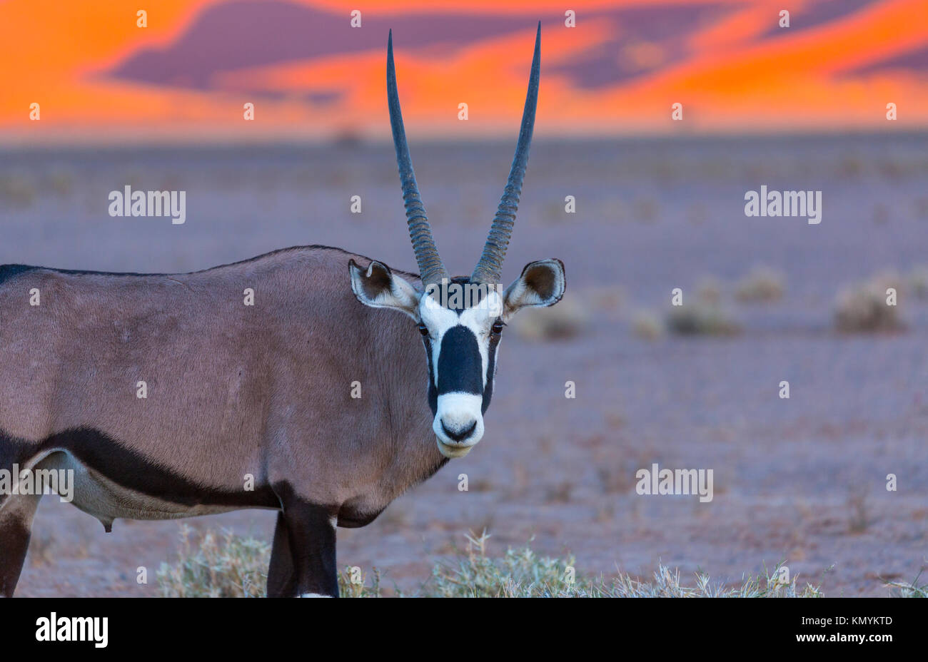 Gemsbok or gemsbuck (Oryx gazella), Namib Desert, Namibia, Africa Stock ...