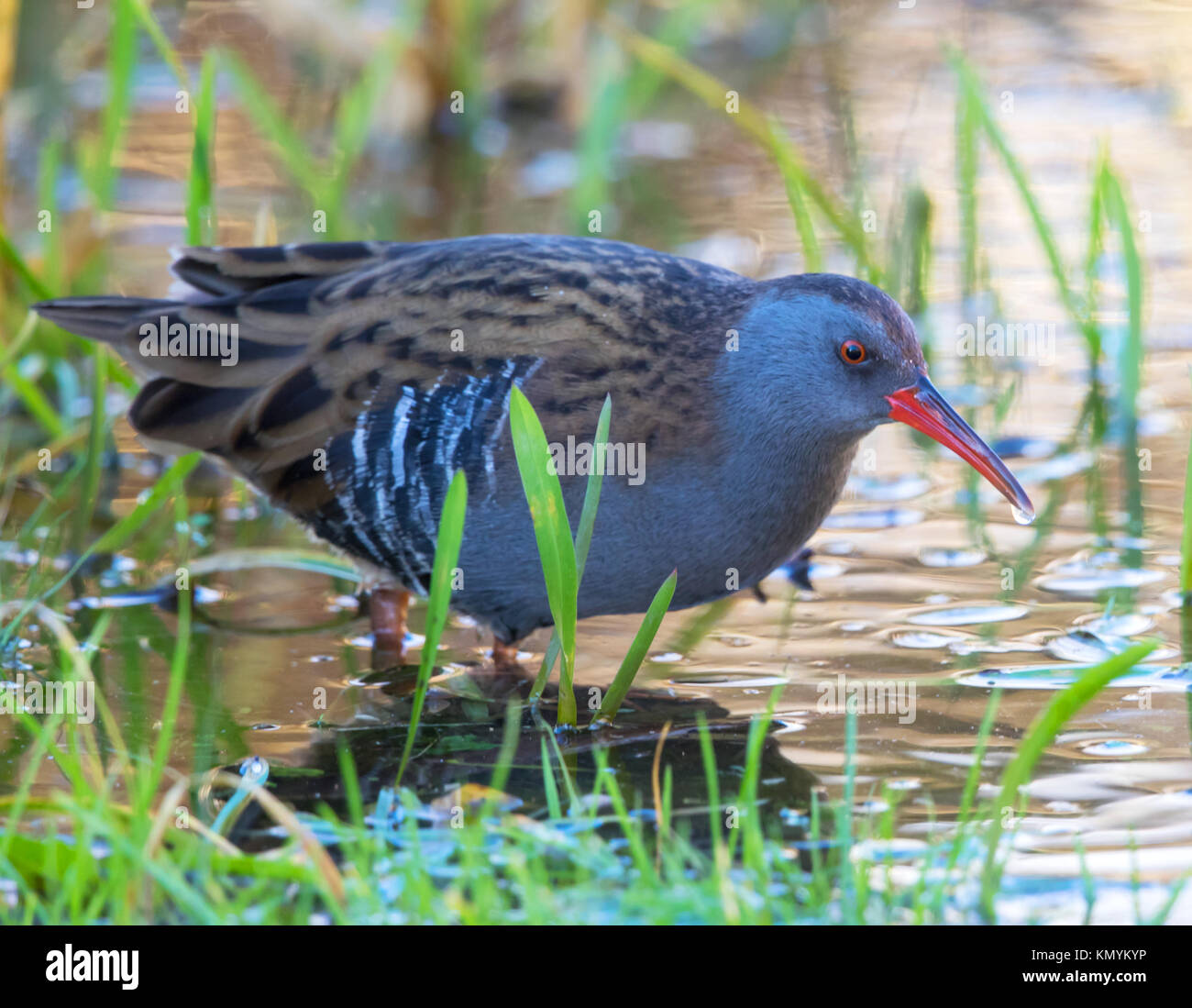 Water Rail at Slimbridge WWT Stock Photo - Alamy