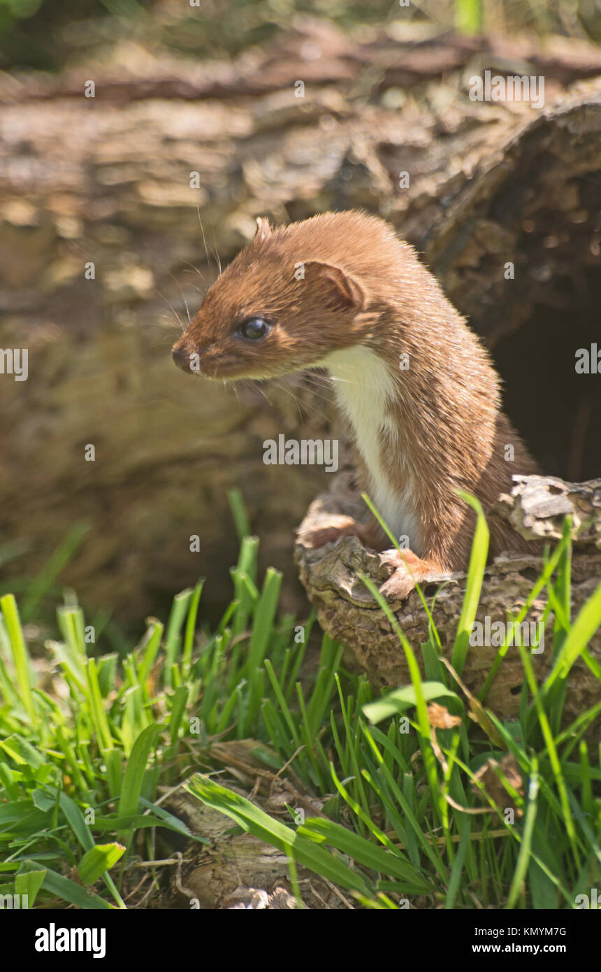 Weasel, Mustela Mivalis, Surrey, England Captive Stock Photo - Alamy