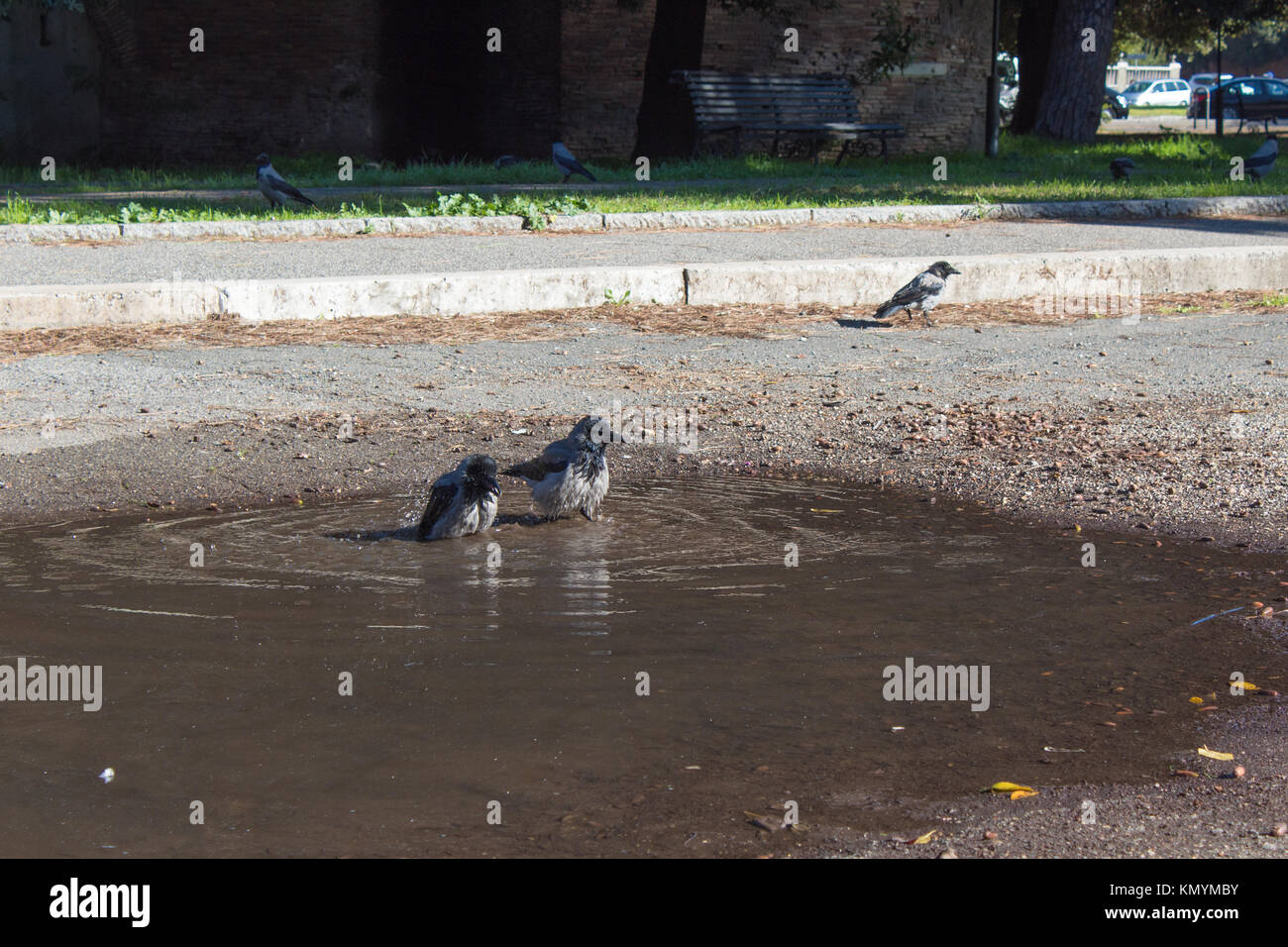 Hooded crows enjoying a bath in a puddle on a sunny day. Rome, Italy ...