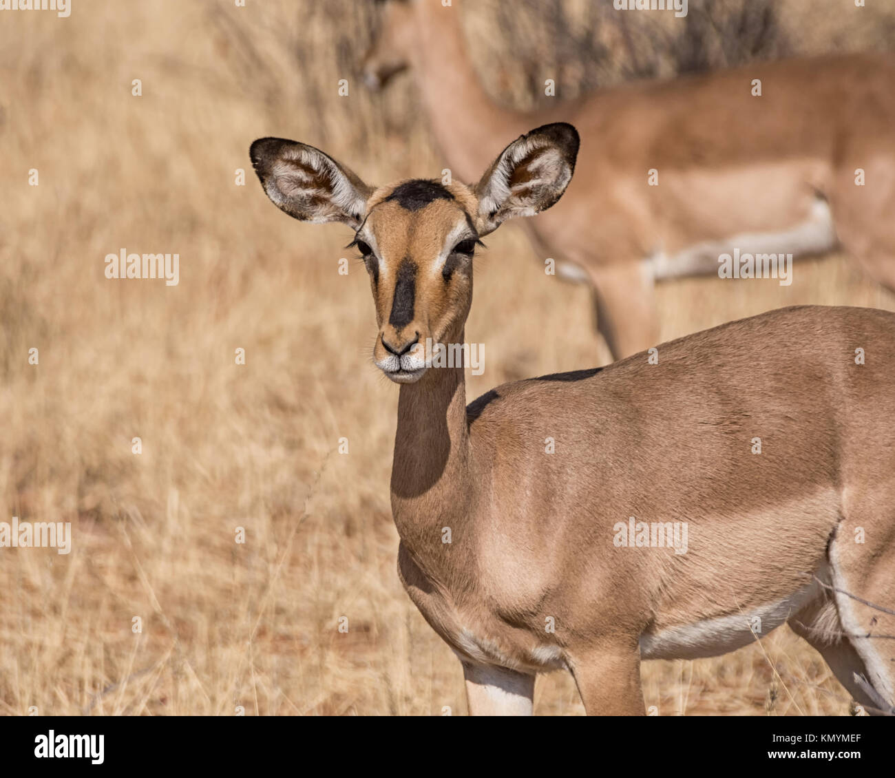 Portrait of an Impala ewe in Namibian savanna Stock Photo - Alamy