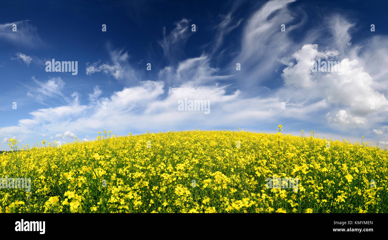 yellow rapeseed field in Latvia Stock Photo - Alamy