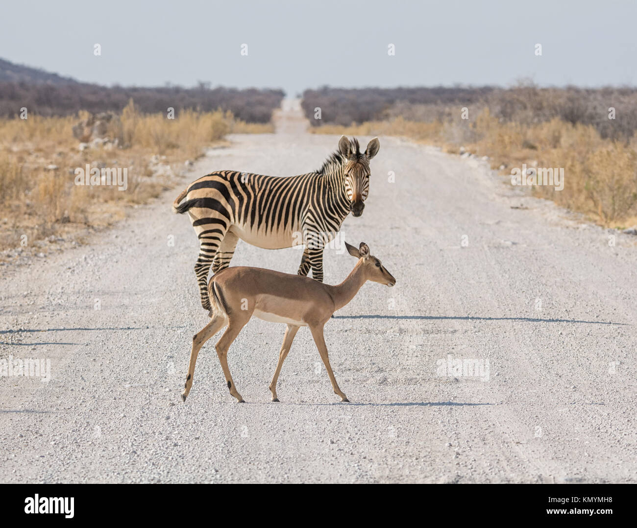 An Impala and Zebra crossing a dirt track in Namibia Stock Photo - Alamy