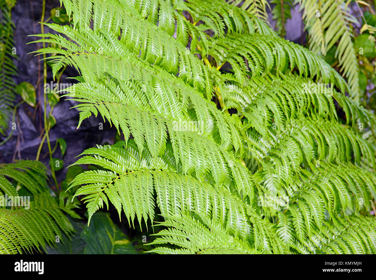 Closeup of fern leaves which is an ancient plant with fossil records ...