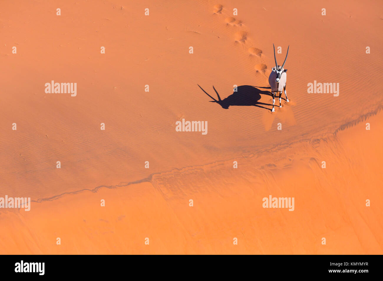 Gemsbok or gemsbuck (Oryx gazella), Namib Desert, Namibia, Africa Stock ...