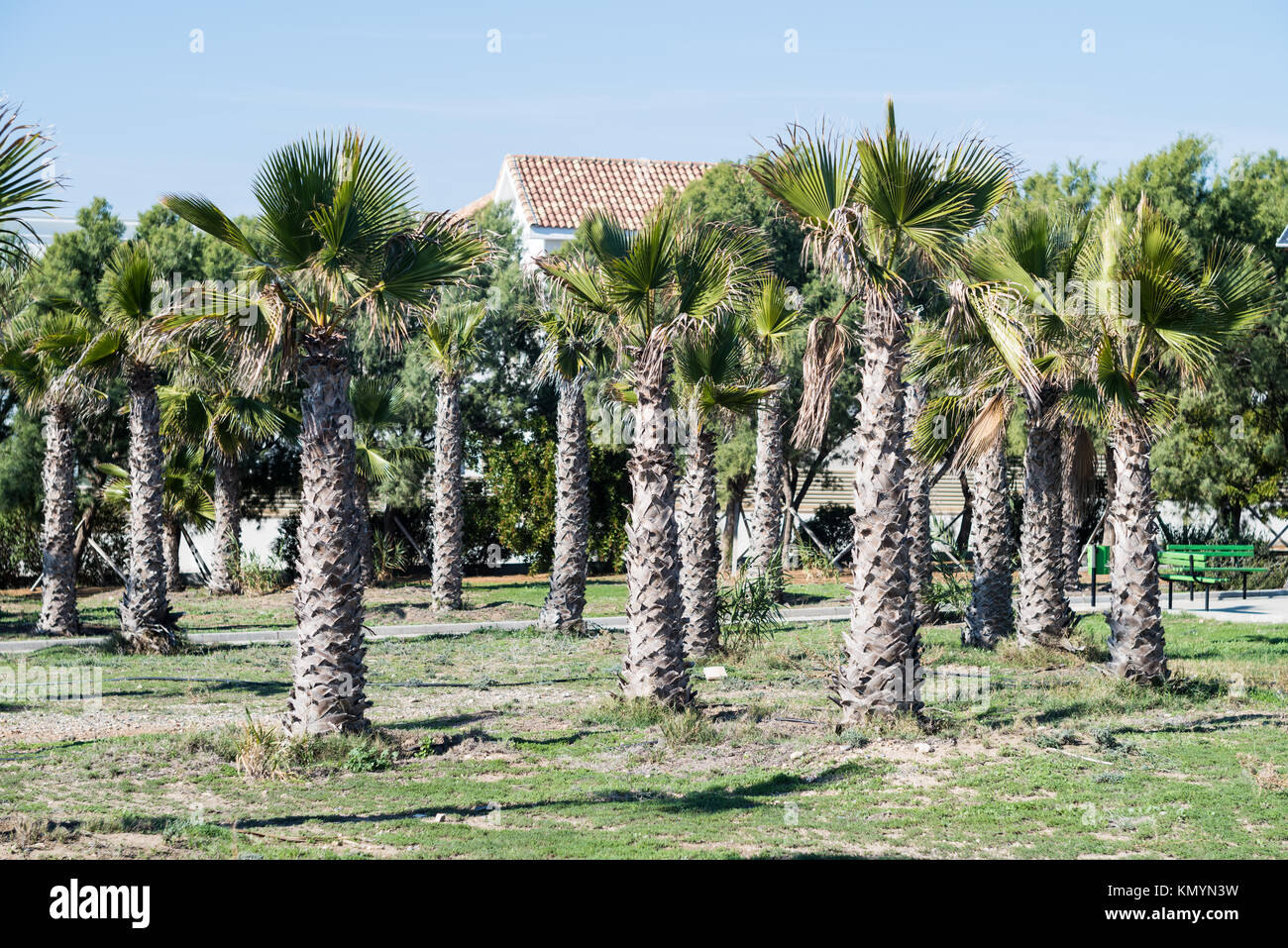Small Palm trees growing in park near luxury residence area in Faros ...