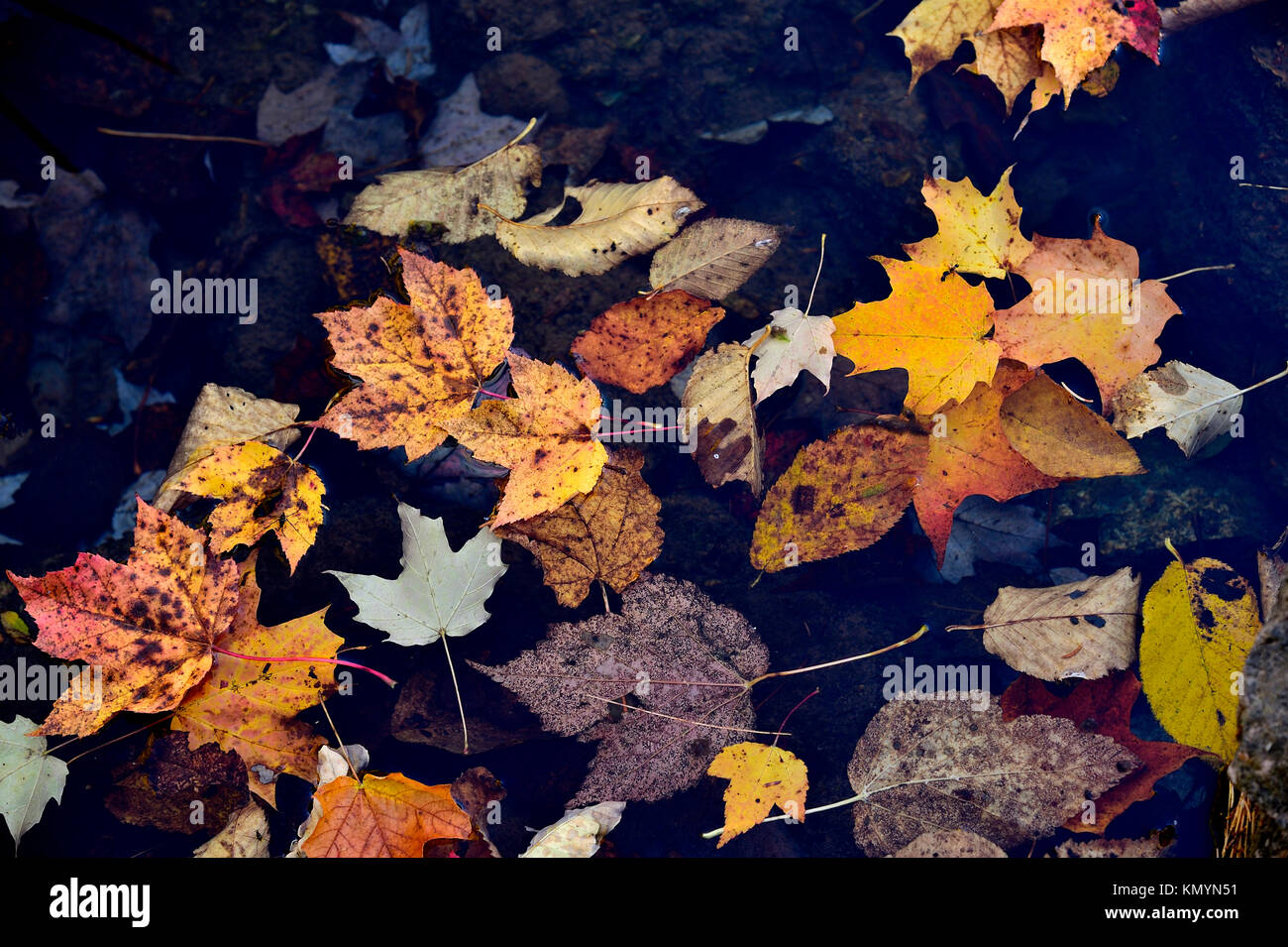 A cluster of colorful leaves that have fallen from the trees in early ...