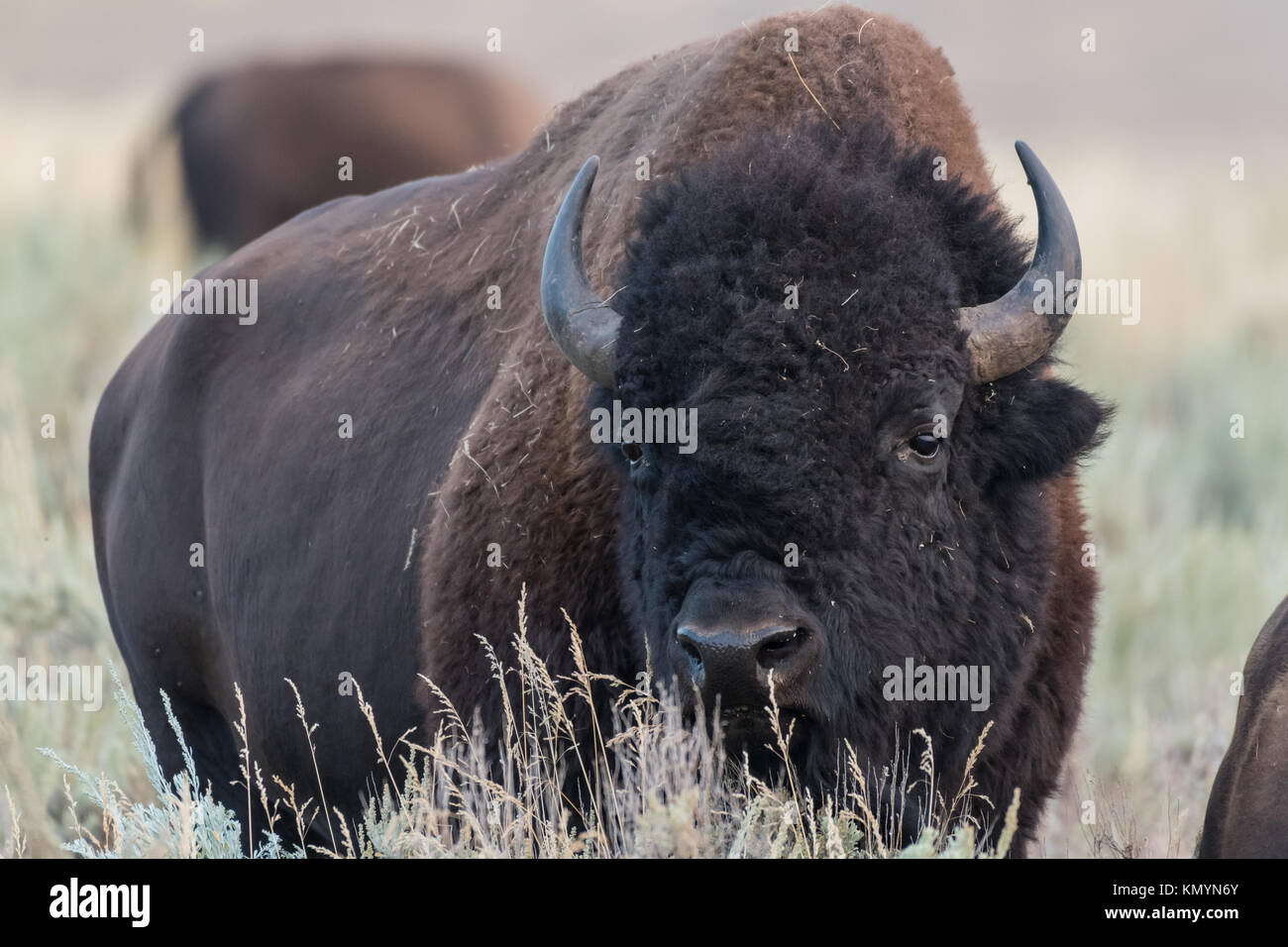 Bison staring at camera hi-res stock photography and images - Alamy