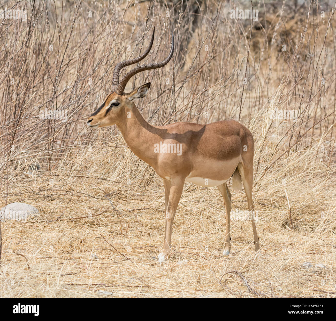 Portrait of an Impala ram in Namibian savanna Stock Photo - Alamy