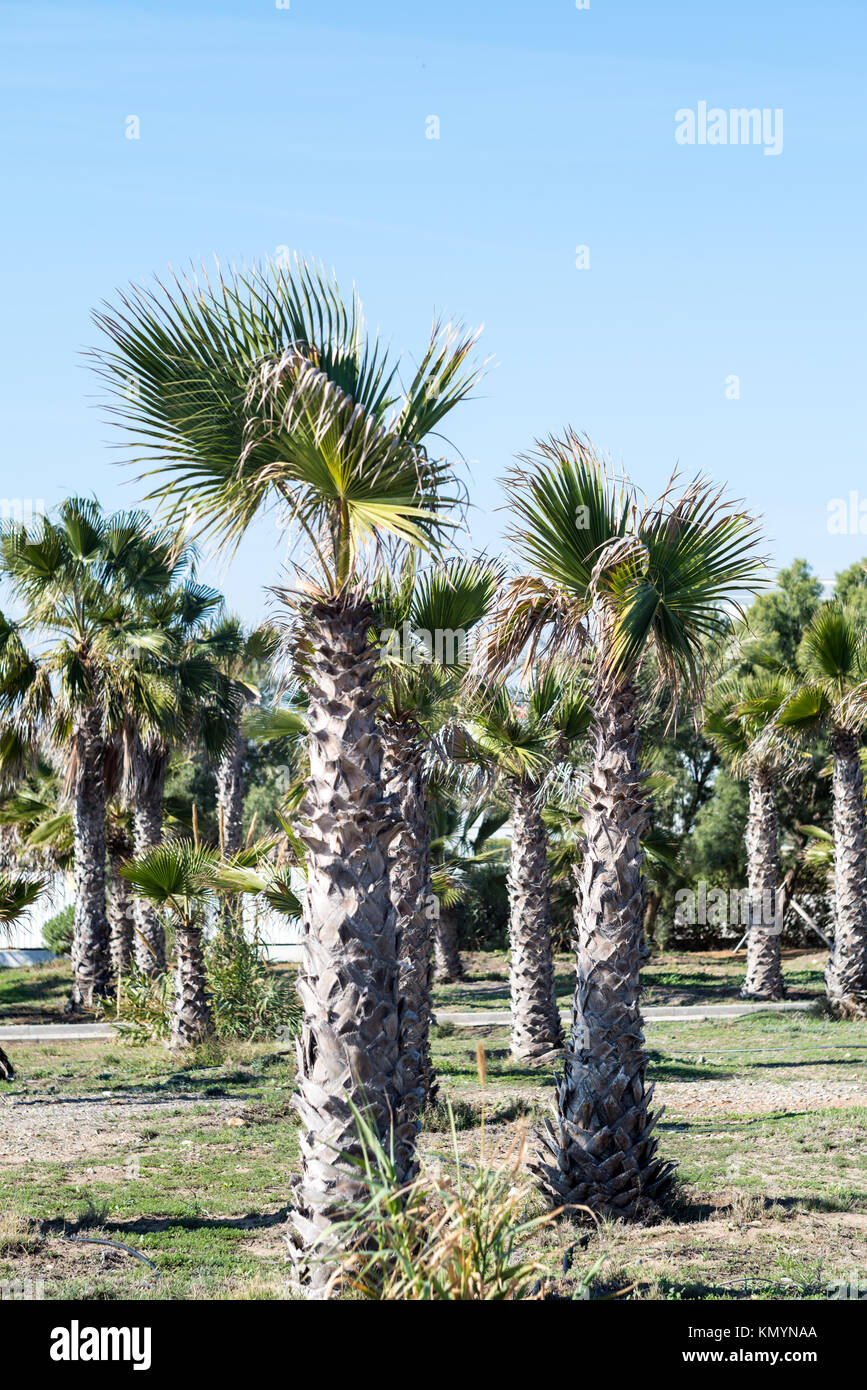 Small Palm trees growing in park near luxury residence area in Faros ...