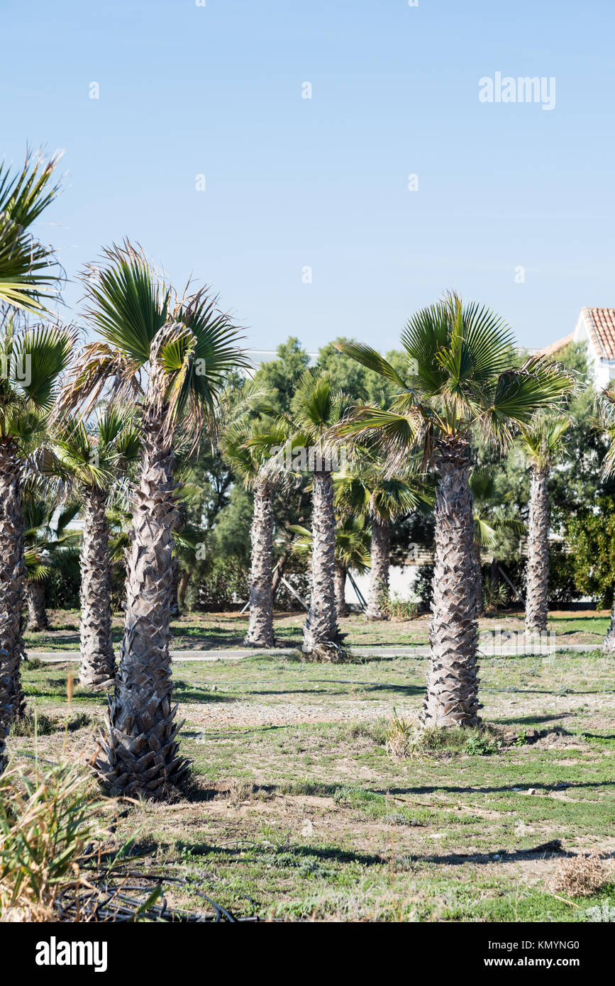 Small Palm trees growing in park near luxury residence area in Faros ...