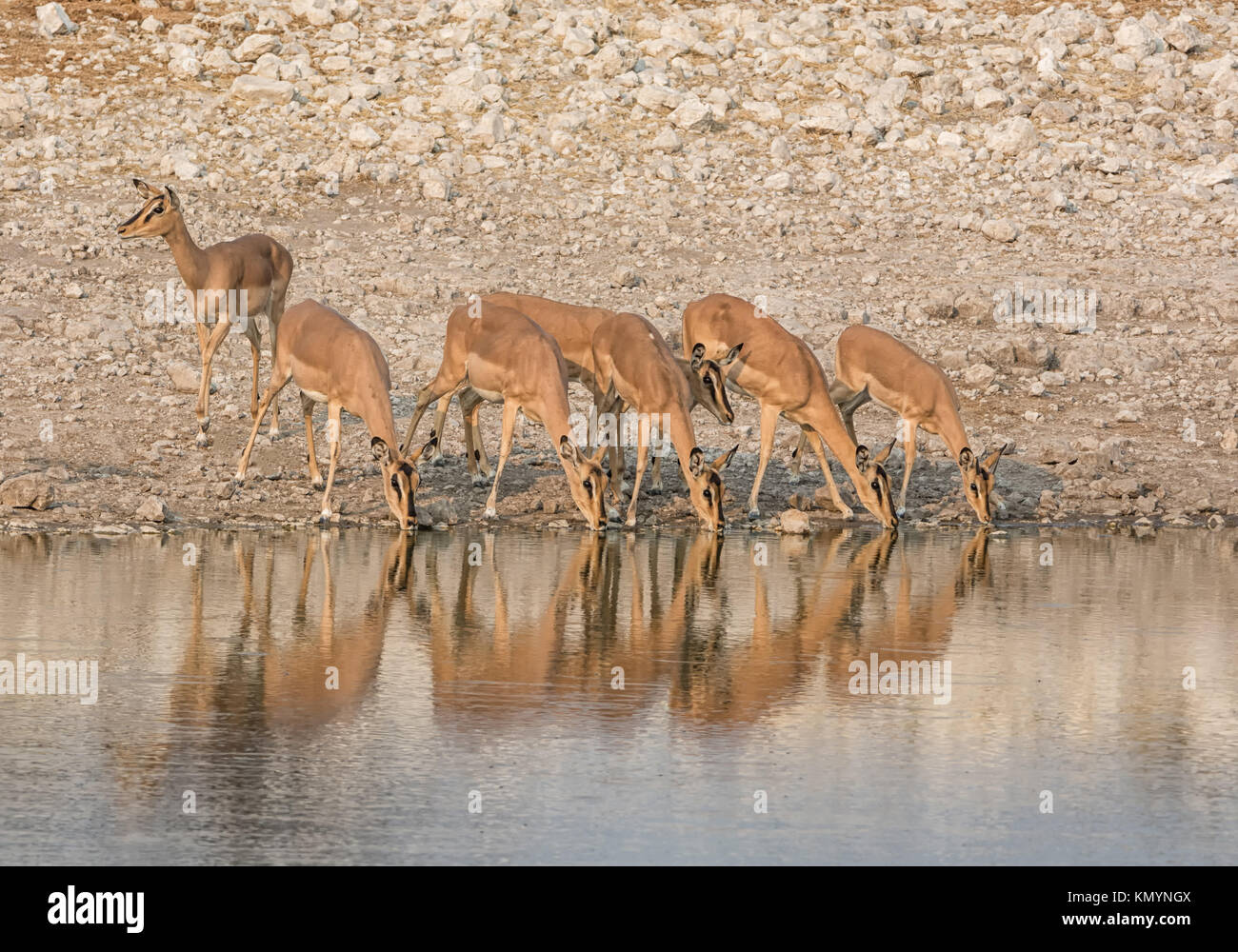 A herd of Impala drinking at a watering hole in Namibian savanna Stock ...